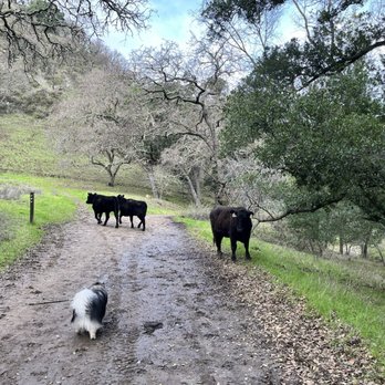 DIABLO FOOTHILLS REGIONAL PARK - Updated December 2025 - 244 Photos ...