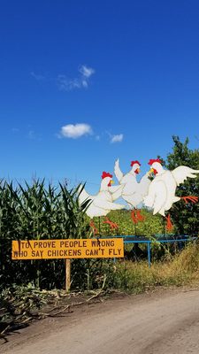 SEVER’S CORN MAZE & FALL FESTIVAL - Updated August 2024 - 55 Photos ...