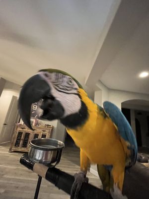 PRETTY FEATHERS BIRD STORE - Updated August 2025 - 10 Photos & 10 ...