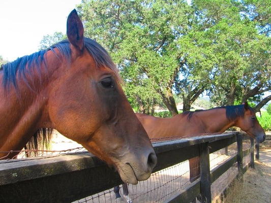 RUSTRIDGE RANCH & WINERY - 10 Photos & 12 Reviews - 2910 Lower Chiles ...