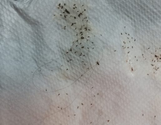 MAGIC NIT PICK - Updated December 2025 - 16 Photos & 65 Reviews - 12457 ...