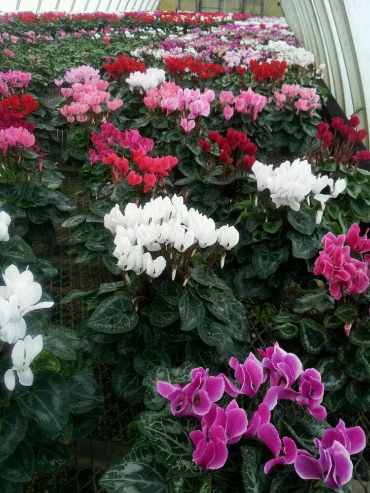 NELSON & HOLMBERG - Updated January 2026 - 24254 111th St, Naperville ...