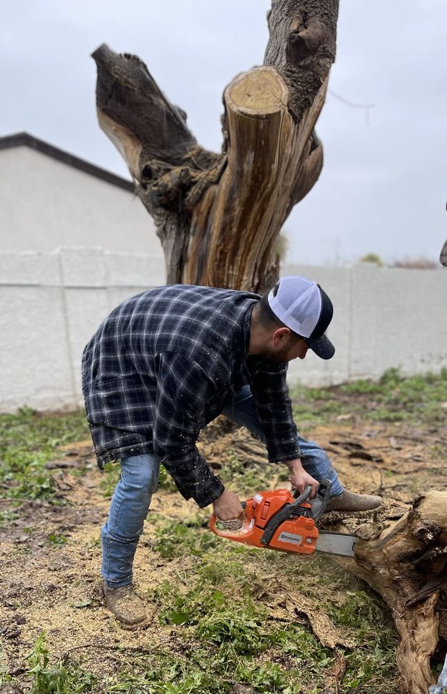 LIME TREE LANDSCAPE - Updated October 2025 - Phoenix, Arizona ...