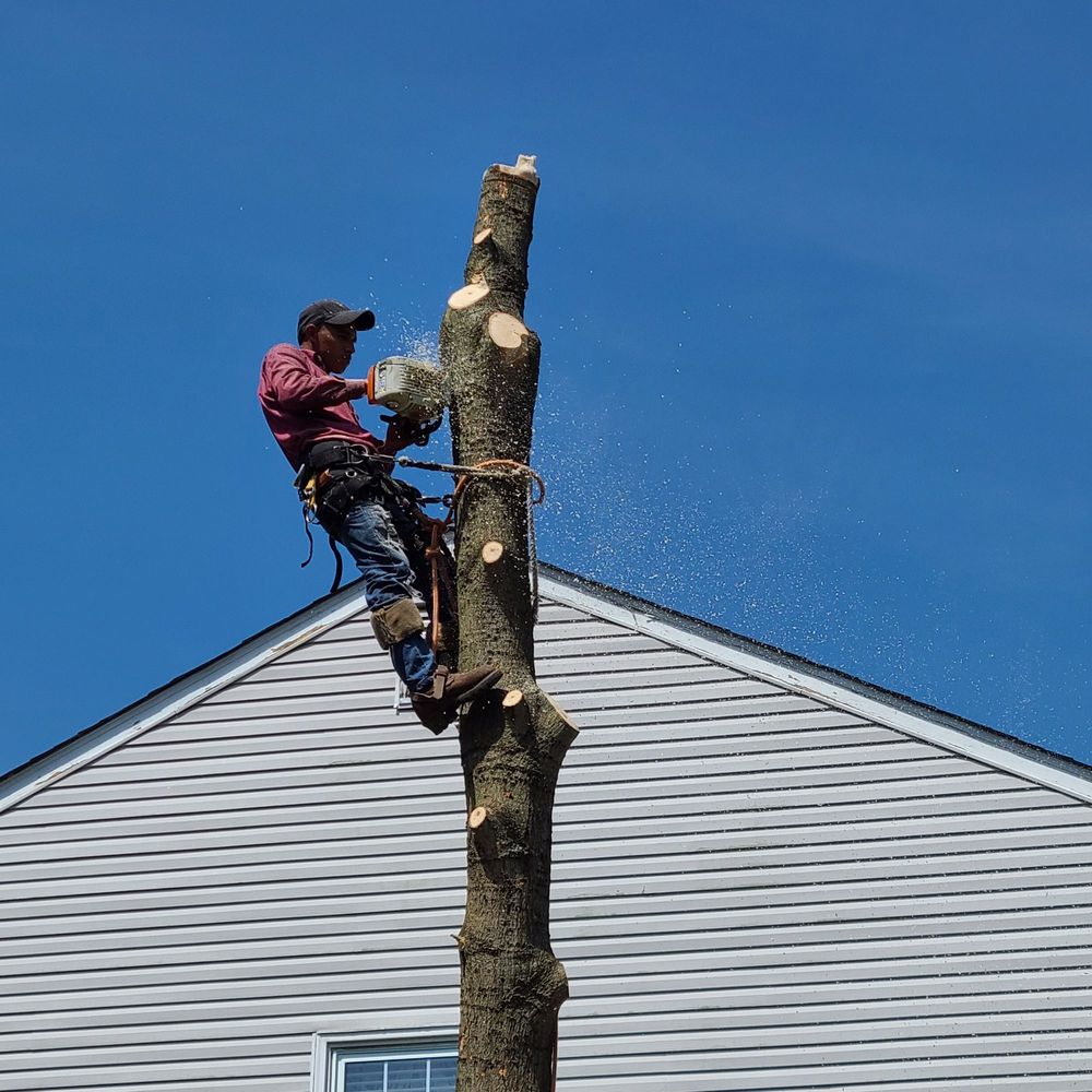 DIAZ TREE SERVICE - Updated October 2025 - 7607 Pine Streer, Manassas ...
