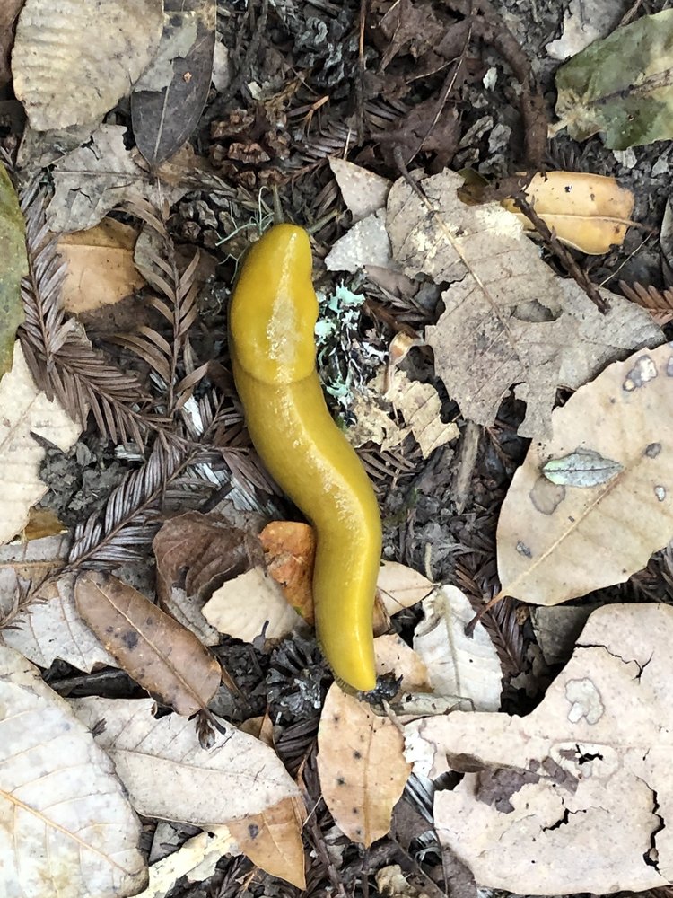 SAN MATEO COUNTY MEMORIAL PARK - Updated May 2025 - 130 Photos & 91 ...