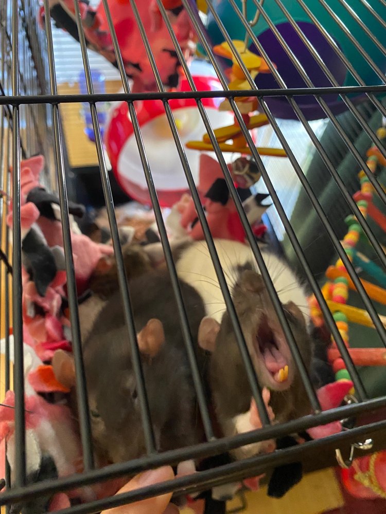 RATTIE RATZ RESCUE - Updated July 2025 - 31 Reviews - San Francisco ...