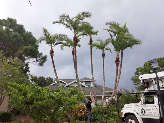 VETERAN TREE SERVICE - Updated January 2026 - 38 Photos & 25 Reviews ...