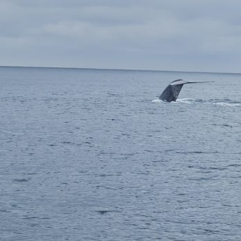 NEXT LEVEL SAILING - Updated July 2024 - 254 Photos & 252 Reviews ...