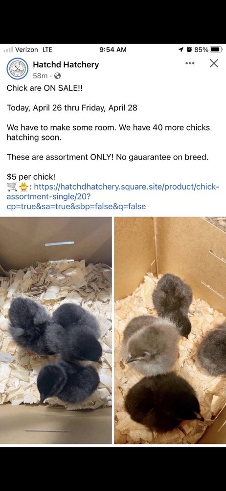 HATCHD HATCHERY - Updated May 2025 - 25 Photos - Bryan, Texas - Pet ...