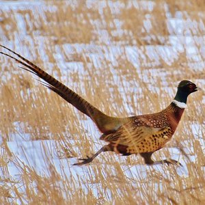 PETS R’INN - Updated December 2025 - 2800 S Columbia Rd, Grand Forks ...