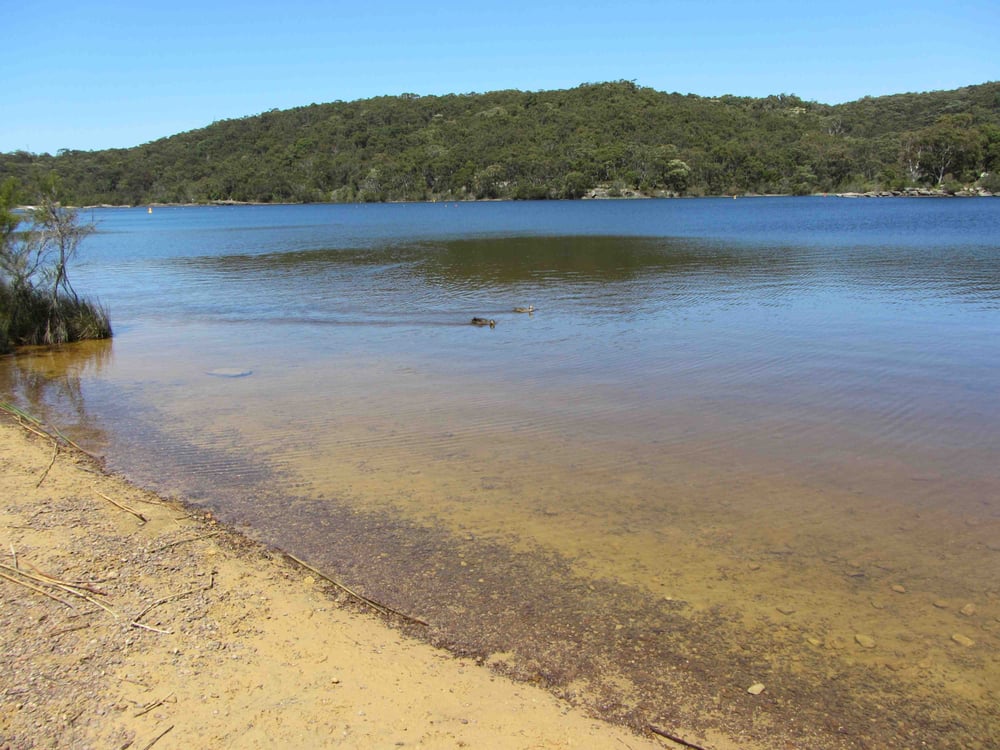 MANLY DAM WALK - King Street, Manly Vale New South Wales, Australia - Yelp