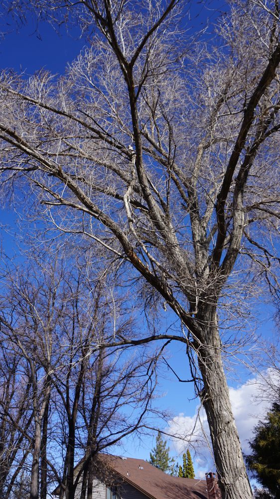 ELEVATED TREE EXPERTS - Updated July 2025 - 23 Photos - 10683 Chickwick ...