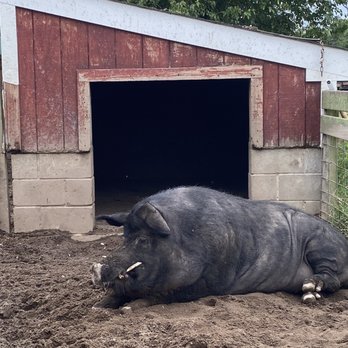 SUFFOLK COUNTY FARM - Updated December 2025 - 67 Photos & 16 Reviews ...