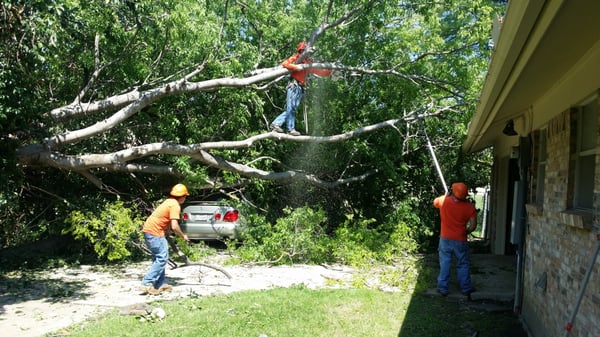 AFFORDABLE TREE CARE - Updated December 2025 - 36 Photos & 23 Reviews ...