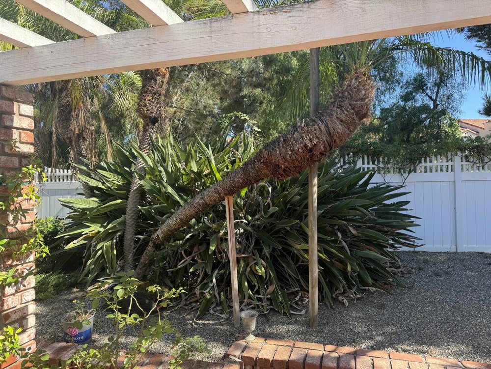 DAVID BAHENA YARD, TREE, AND HOME SERVICES - Updated January 2026 - 51 ...