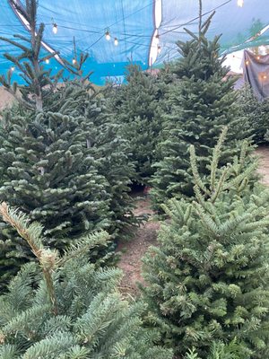 MISTLETOE TREE FARM - 724 S Lindsay Rd, Gilbert, Arizona - Christmas ...