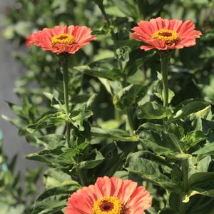 HEMSTROM VALLEY TREE FARM CHRISTMAS TREES - TEMP. CLOSED - Updated ...