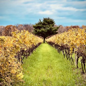 SOUTH RIVER VINEYARD - Updated October 2025 - 154 Photos & 104 Reviews ...