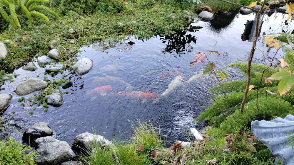 SOUTHERN CALIFORNIA KOI RESCUE - Updated October 2025 - 50 Photos & 52 ...