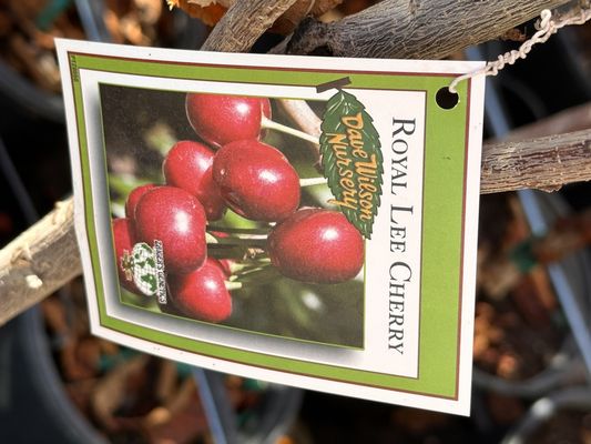 MESQUITE VALLEY GROWERS NURSERY - Updated July 2025 - 627 Photos & 248 ...