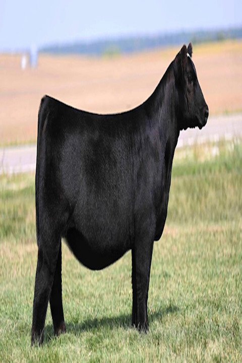 ALLEN’S MEATS - Updated August 2025 - 25 Photos - 1265 Cr 2700 E, Homer ...