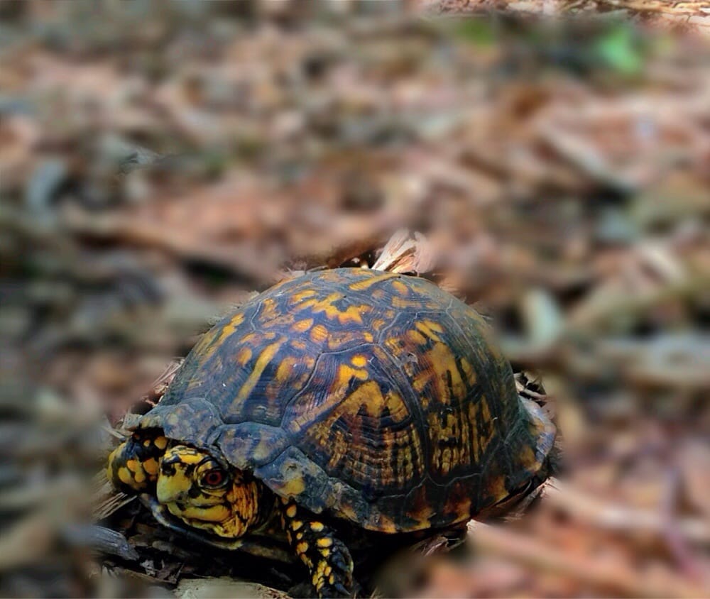 DOUGLAS-HART NATURE CENTER - Updated March 2025 - 11 Photos - 2204 ...