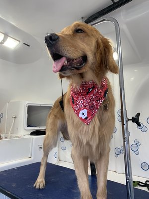 HYDRODOG BERT - Updated June 2025 - 34 Photos & 19 Reviews - Redmond ...