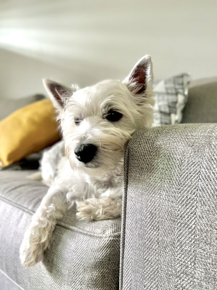 ALI’I ANIMAL HOSPITAL - Updated December 2025 - 108 Photos & 127 ...