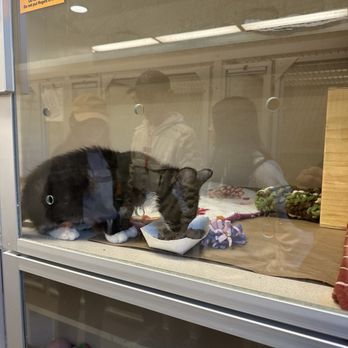 SEATTLE HUMANE - Updated December 2025 - 134 Photos & 222 Reviews ...