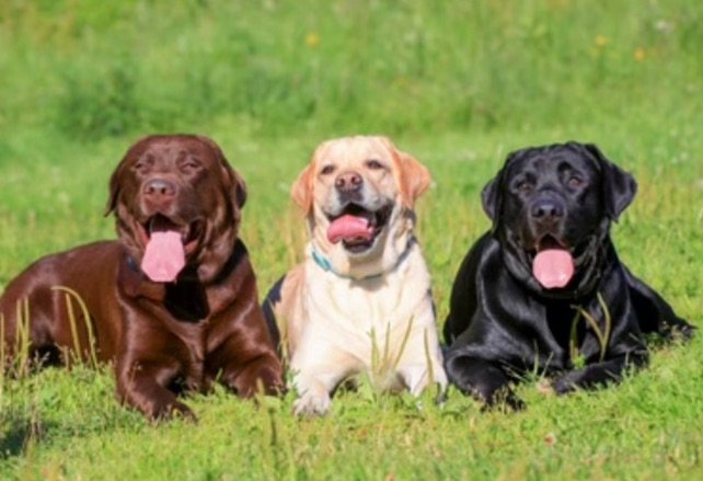 LABRADOR RETRIEVER - Updated June 2025 - Request Consultation - Hanover ...