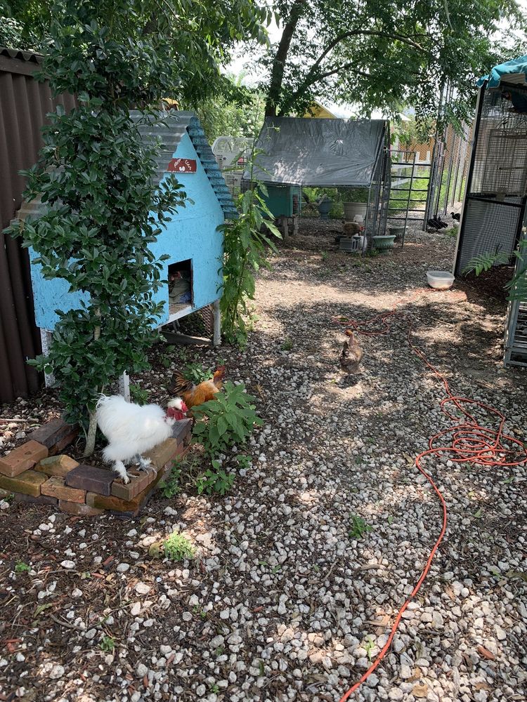 SKYWATCH BIRD RESCUE - Updated December 2025 - 3600 Lynn Ave, Castle ...