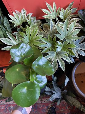 DADDY’S PLANTS - Updated August 2024 - 27 Photos & 20 Reviews - 1250 ...