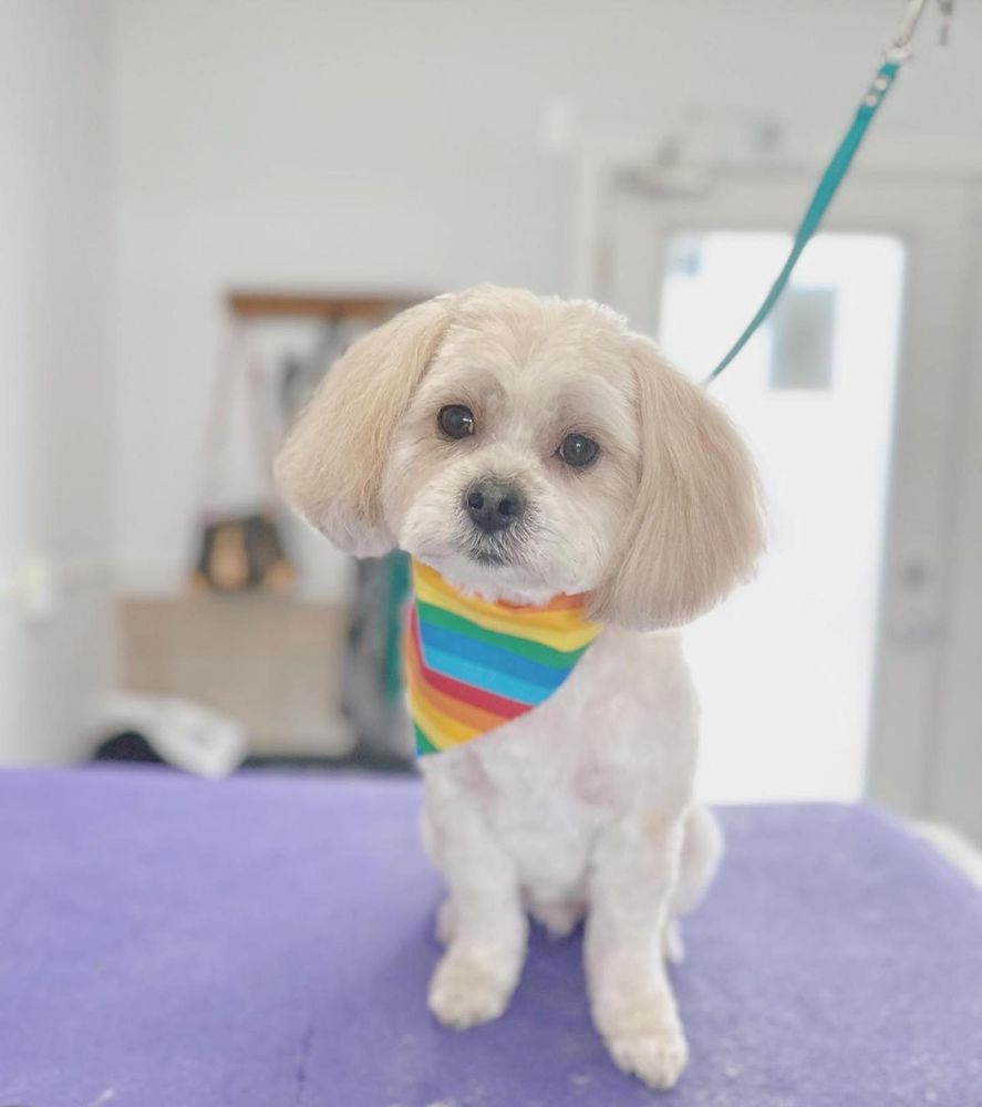 NOSE TO TOES GROOMING - Updated May 2024 - Request an Appointment - 157 ...