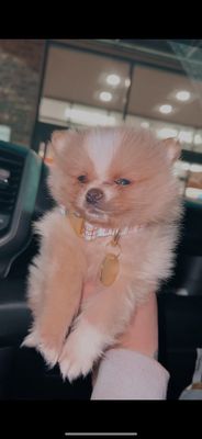 ROWLETT VETERINARY CLINIC - Updated September 2025 - 16 Photos & 71 ...