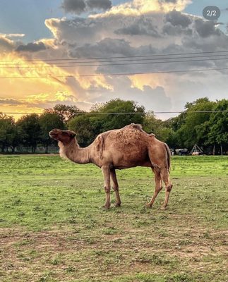 INDIAN SPRINGS RANCH - 14 Photos - 403 Elm Way, Manchaca, TX - Yelp