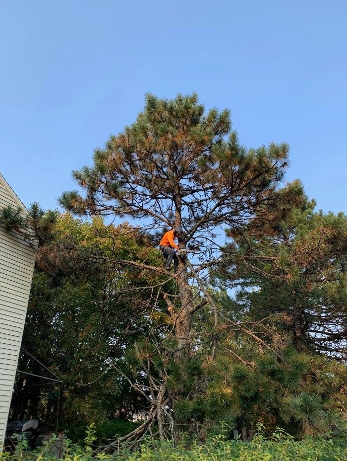 HAPPY TREE ENTRETIEN D’ARBRES - Updated October 2025 - 403 Rue J.-O ...