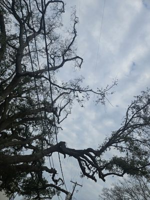 ABC PROFESSIONAL TREE SERVICES - Updated October 2025 - 20 Photos & 32 ...