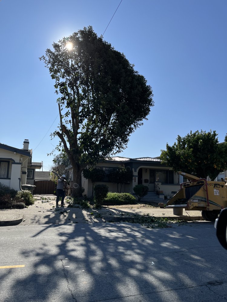 AAA TREE SERVICE INC - Updated December 2025 - 79 Photos & 146 Reviews ...