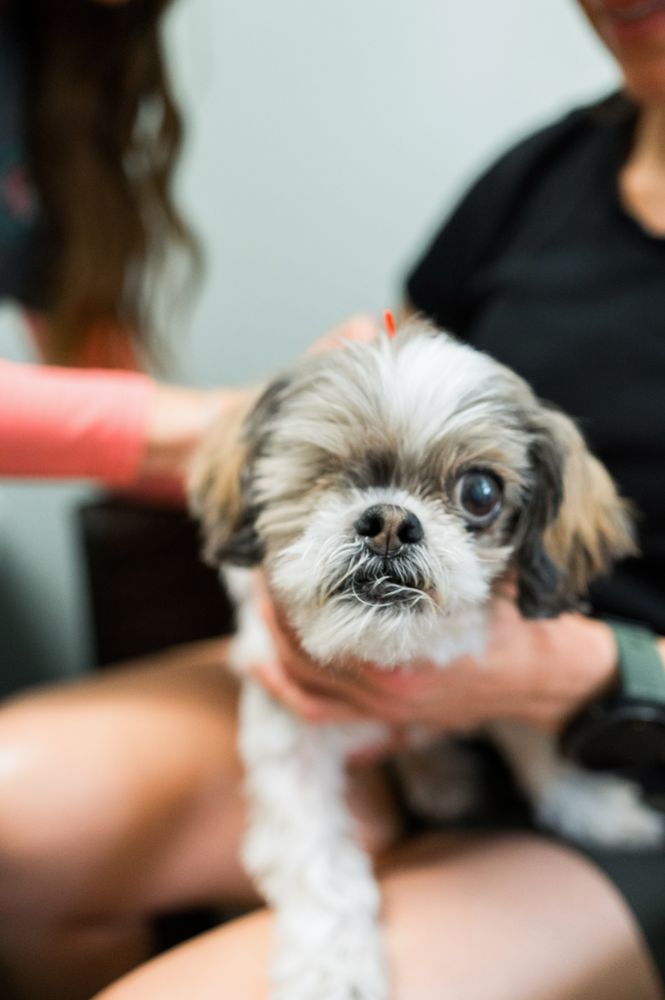 SERENITY HOLISTIC VET - Updated May 2026 - 61 Photos & 50 Reviews ...