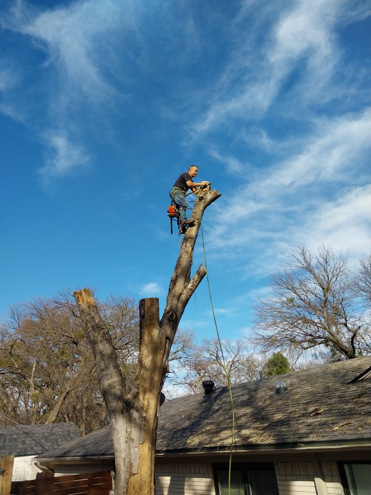 Cool Review About Wolf Tree Service