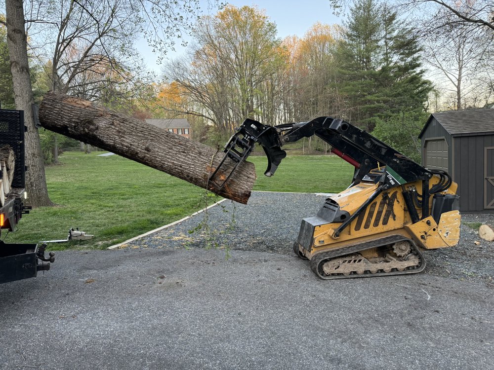 EMMANUEL TREE EXPERTS - Updated August 2025 - 16 Photos - Baltimore ...