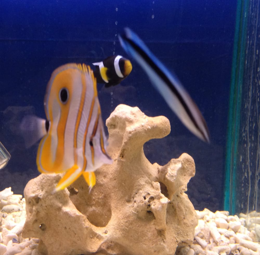 AQUARIUM LIVERPOOL - Updated December 2025 - Speke Hall Road, Mersyd ...