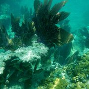 LOOE KEY REEF RESORT & DIVE CENTER - 54 Photos & 86 Reviews - 27340 ...