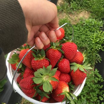 CULLIPHER FARM - Updated April 2025 - 362 Photos & 53 Reviews - 772 ...