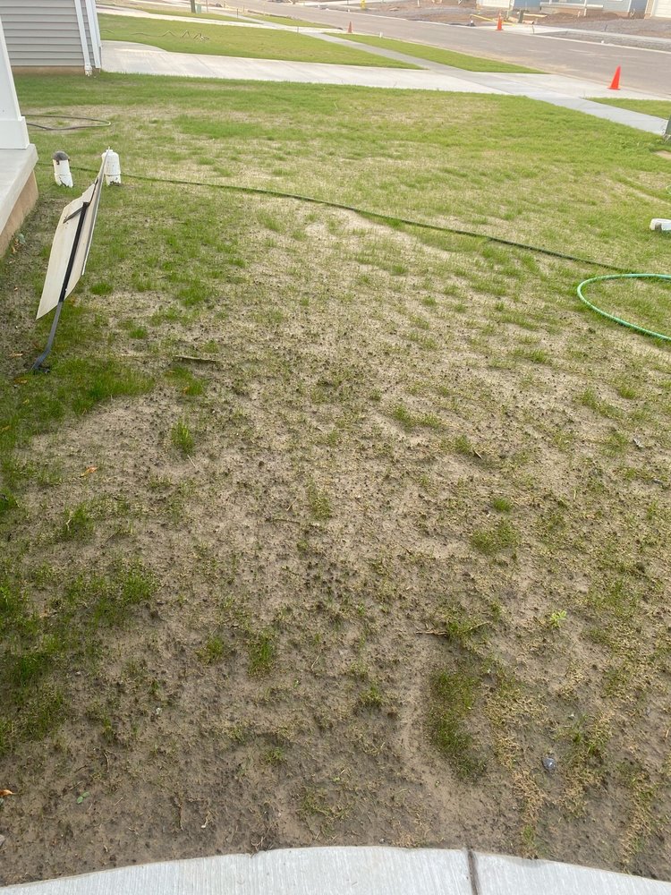 BISON BLUEGRASS - Updated May 2024 - Request a Quote - 130 Pinewood Trl ...