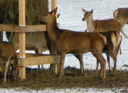 REDMOND’S RED DEER FARM - Updated June 2024 - 9521 Steuben Valley Rd ...