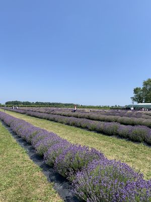 NEOB LAVENDER - Updated July 2025 - 76 Photos & 16 Reviews - 933 ...