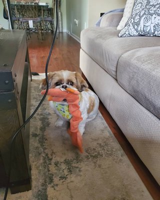 DIPPITY DO DOG PET GROOMING SALON - Updated September 2024 - 20 Photos ...