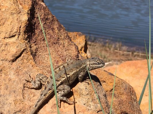 FOOL HOLLOW STATE PARK - 265 Photos & 78 Reviews - 1500 N Fool Hollow ...