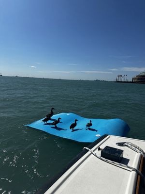 KNOCKOUT CHARTERS - Updated December 2025 - 65 Photos & 104 Reviews ...